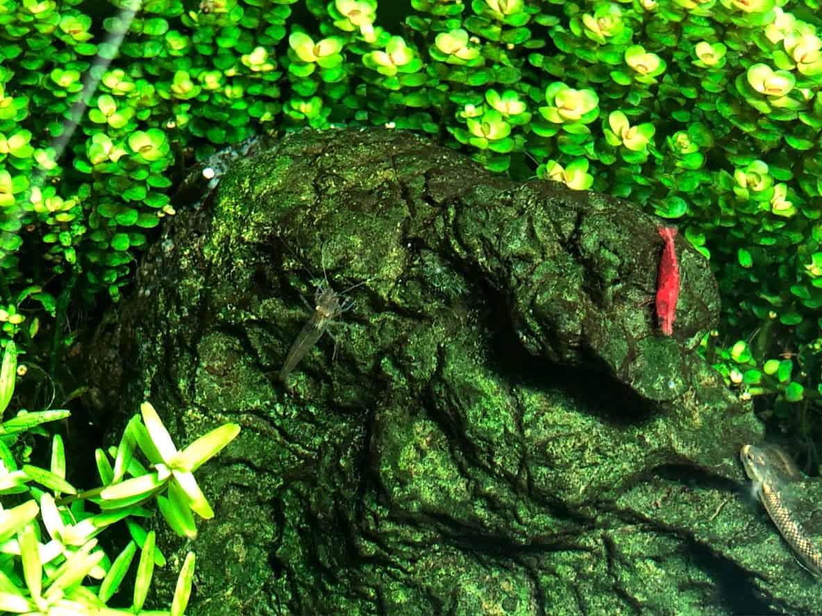 How to Clean Fish Tank Rocks - ShrimpTips