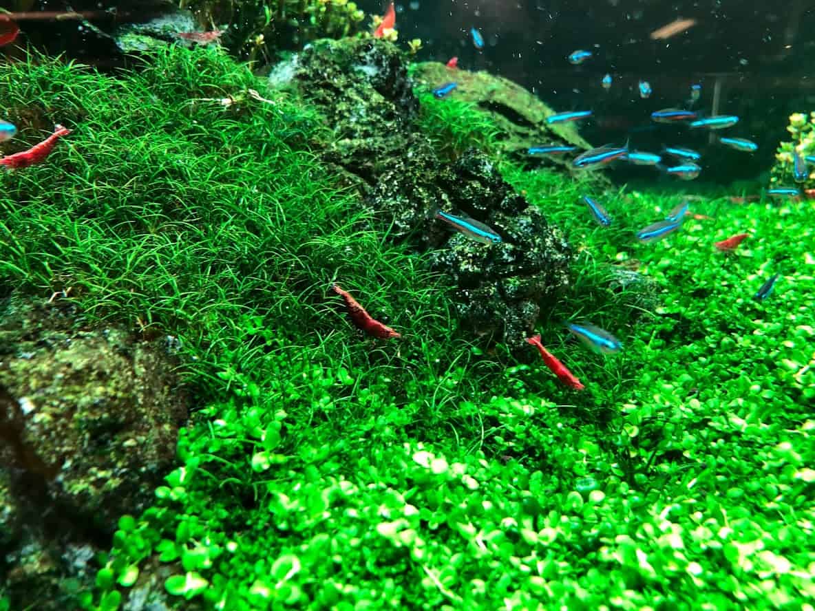Will Neon Tetras Eat Cherry Shrimp? – ShrimpTips