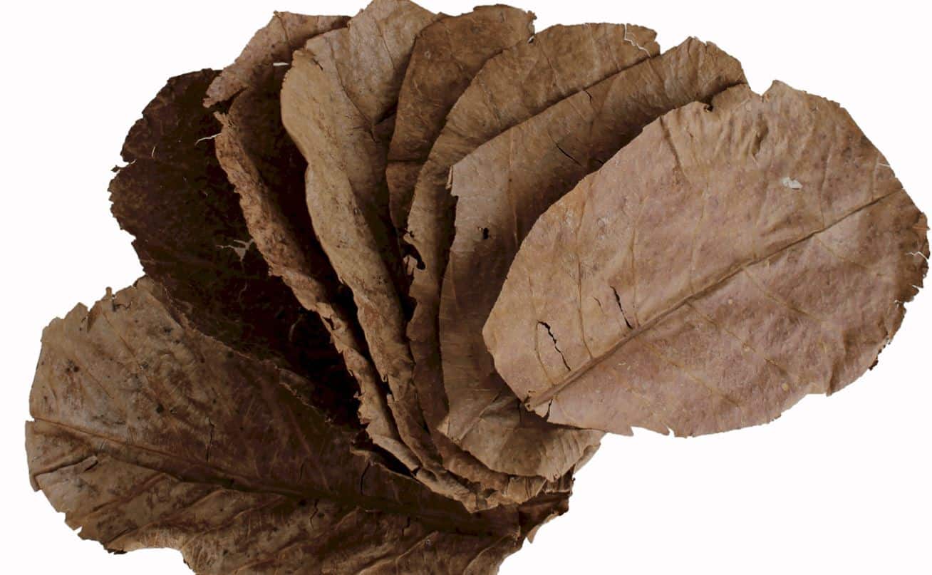 The Advantages of Indian Almond (Catappa) Leaves for Your Shrimp ...