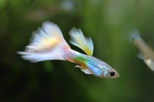 Where Are Guppies Found In The Wild - ShrimpTips