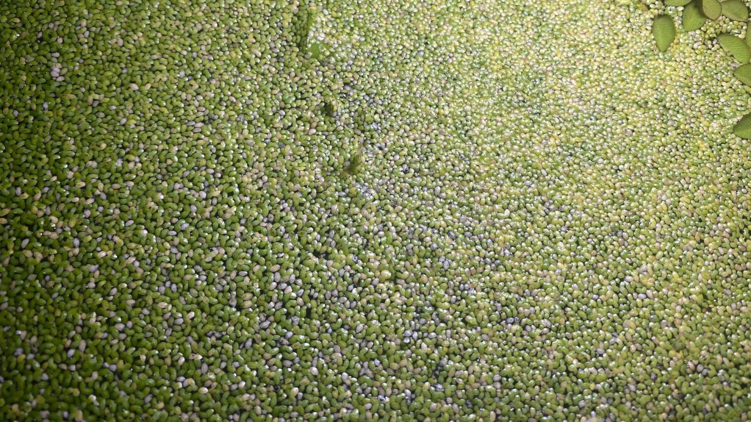 Duckweed: What It Is and Why You Should Care – ShrimpTips