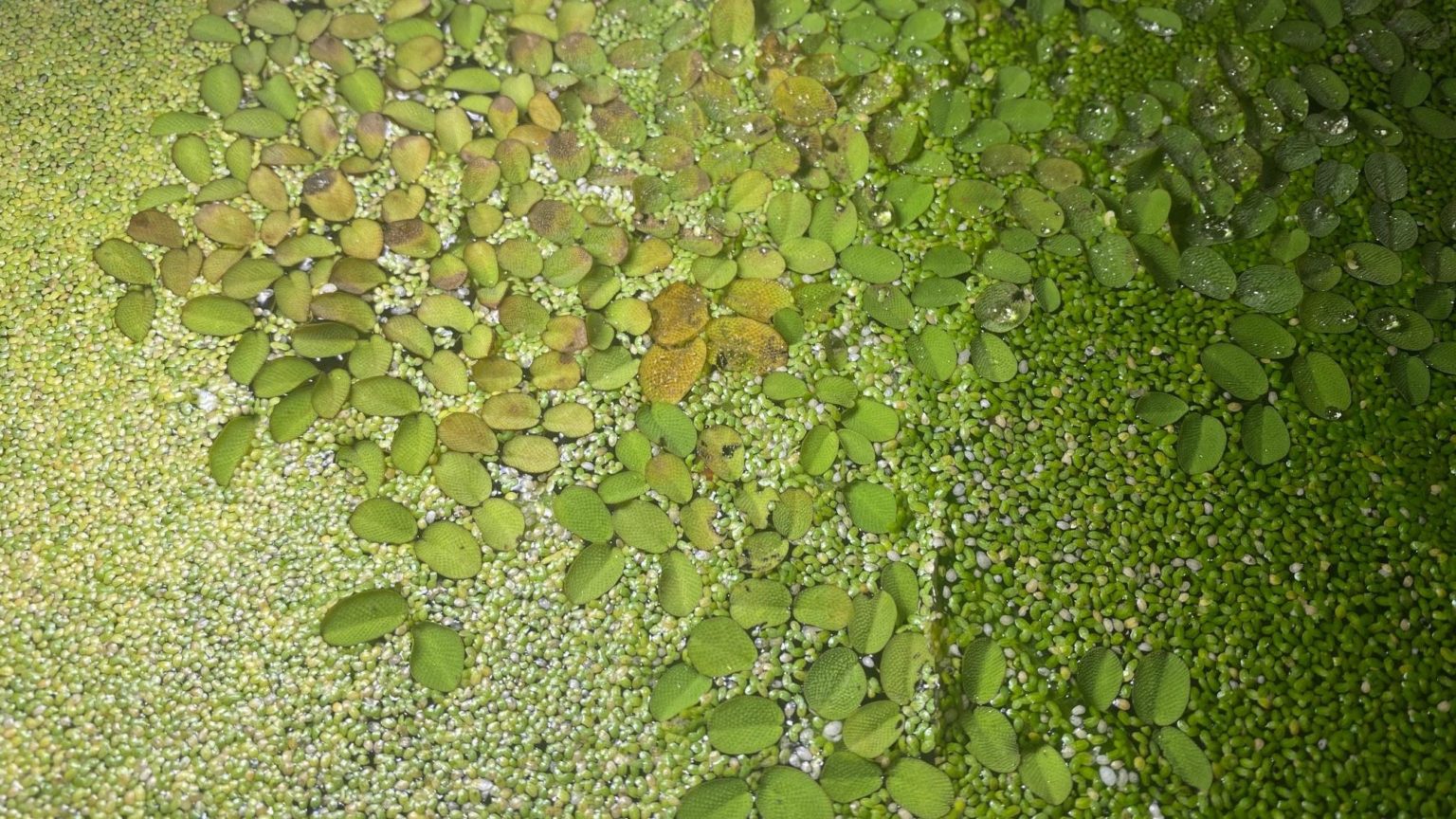 The Pros and Cons of Duckweed in An Aquarium - ShrimpTips