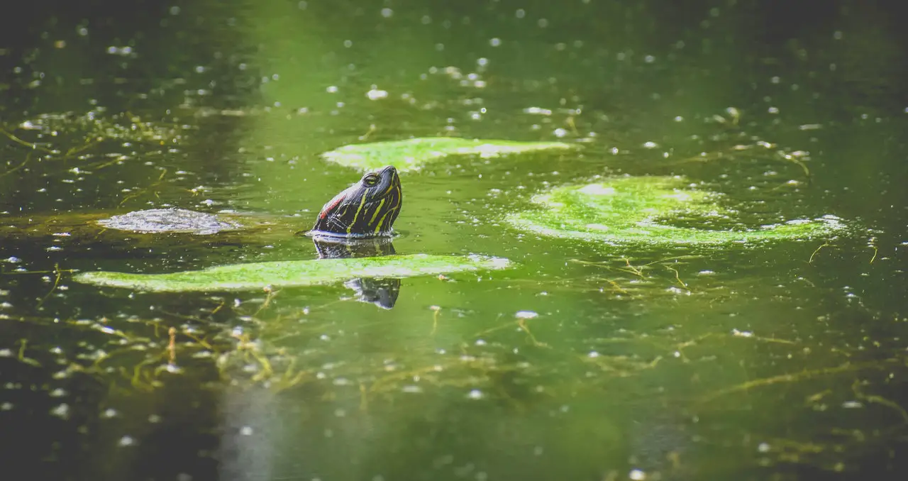 Can Algae Eaters Live with Turtles? A Look at the Best Algae Eaters in ...