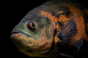 Solo Swimmers: Fish Species That Thrive Living Alone – ShrimpTips