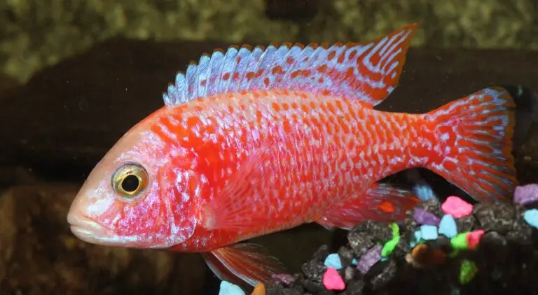 Solo Swimmers: Fish Species That Thrive Living Alone - ShrimpTips