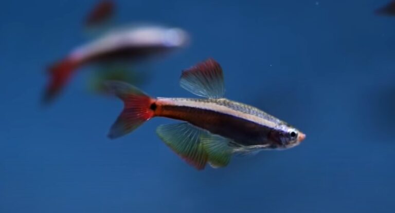 The Best Coldwater Fish For Your Aquarium - ShrimpTips