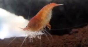 Unlocking the Secrets of The Amazing Hawaiian Opae Ula Shrimp – ShrimpTips