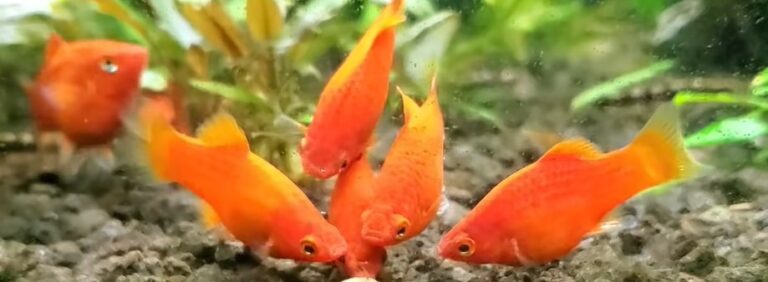 The Best Coldwater Fish For Your Aquarium - ShrimpTips