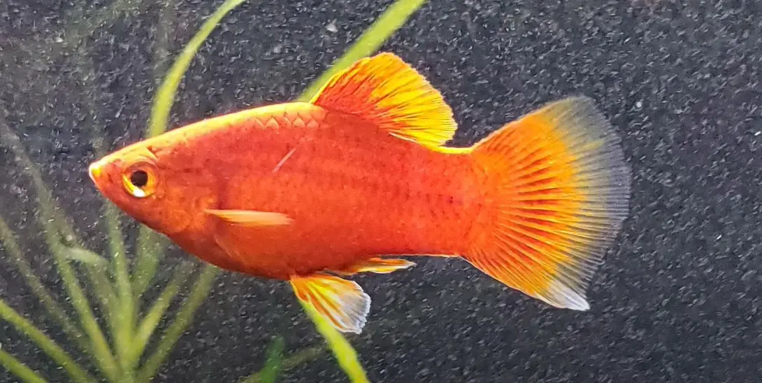 The Best Coldwater Fish For Your Aquarium - ShrimpTips