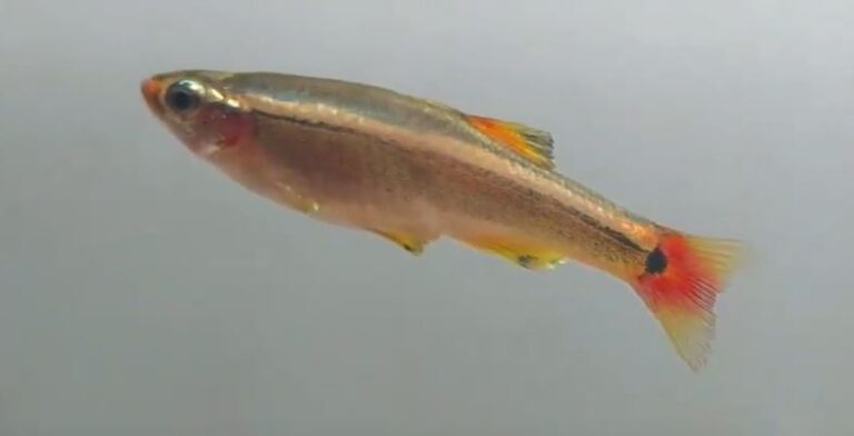 How To Breed Minnows – ShrimpTips