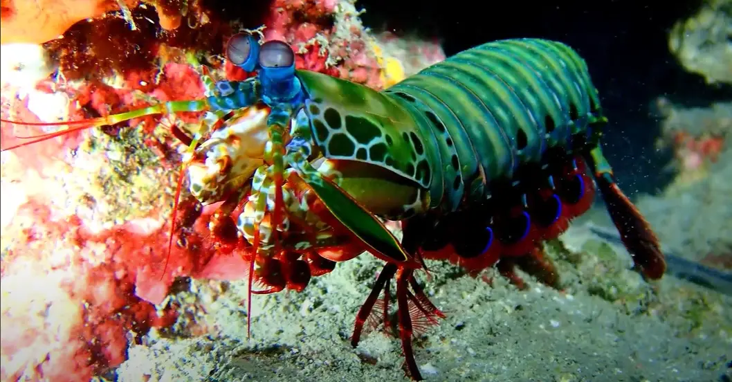 Mantis Shrimp Roommates: Discover the Compatible Fish Species - ShrimpTips