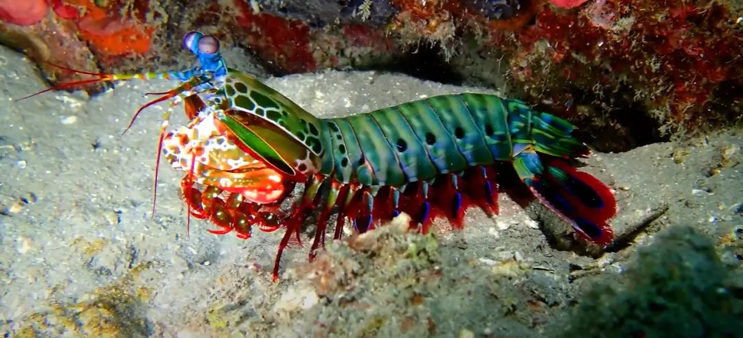 Mantis Shrimp Roommates: Discover the Compatible Fish Species - ShrimpTips