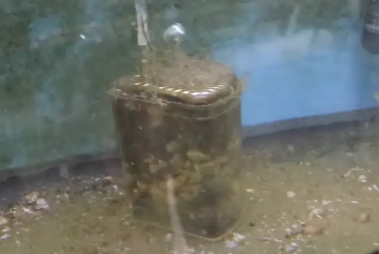 How To Clean Aquarium Filter Without Killing Bacteria - ShrimpTips