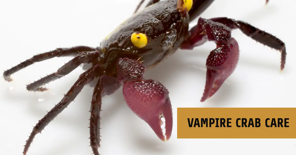 Vampire Crab Care Guide - ShrimpTips