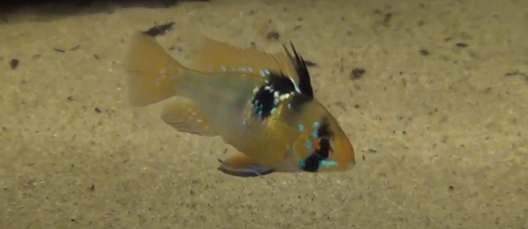 Discover the Peaceful German Blue Ram - ShrimpTips